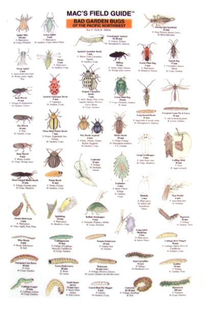 Lawn Pests Identification Lawn Pests & Diseases | GSR Outdoor