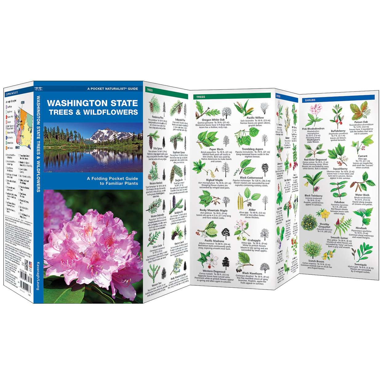 Books & Gifts :: Pacific Northwest :: Pacific Northwest Field Guides :: Washington State Trees ...