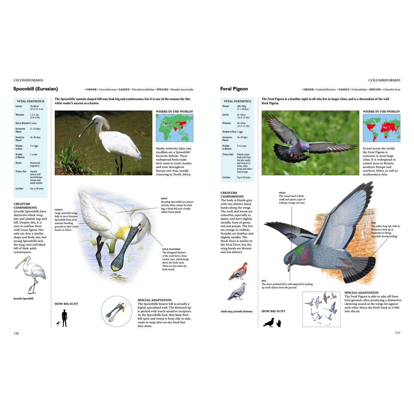 Books & Gifts :: Children's Books :: Animal Books :: Bird Books for ...