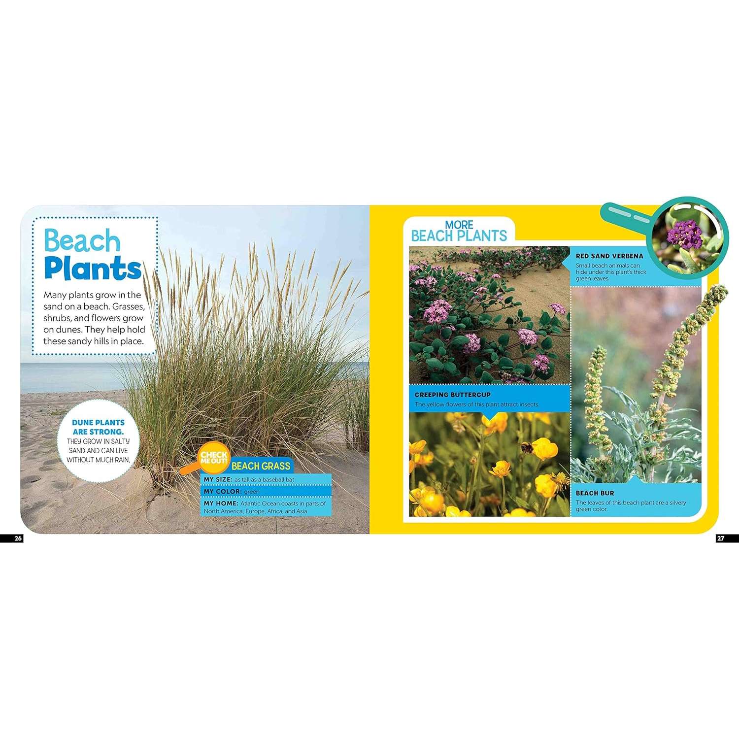 Little Kids First Nature Guide: Explore the Beach - Book - Paracay