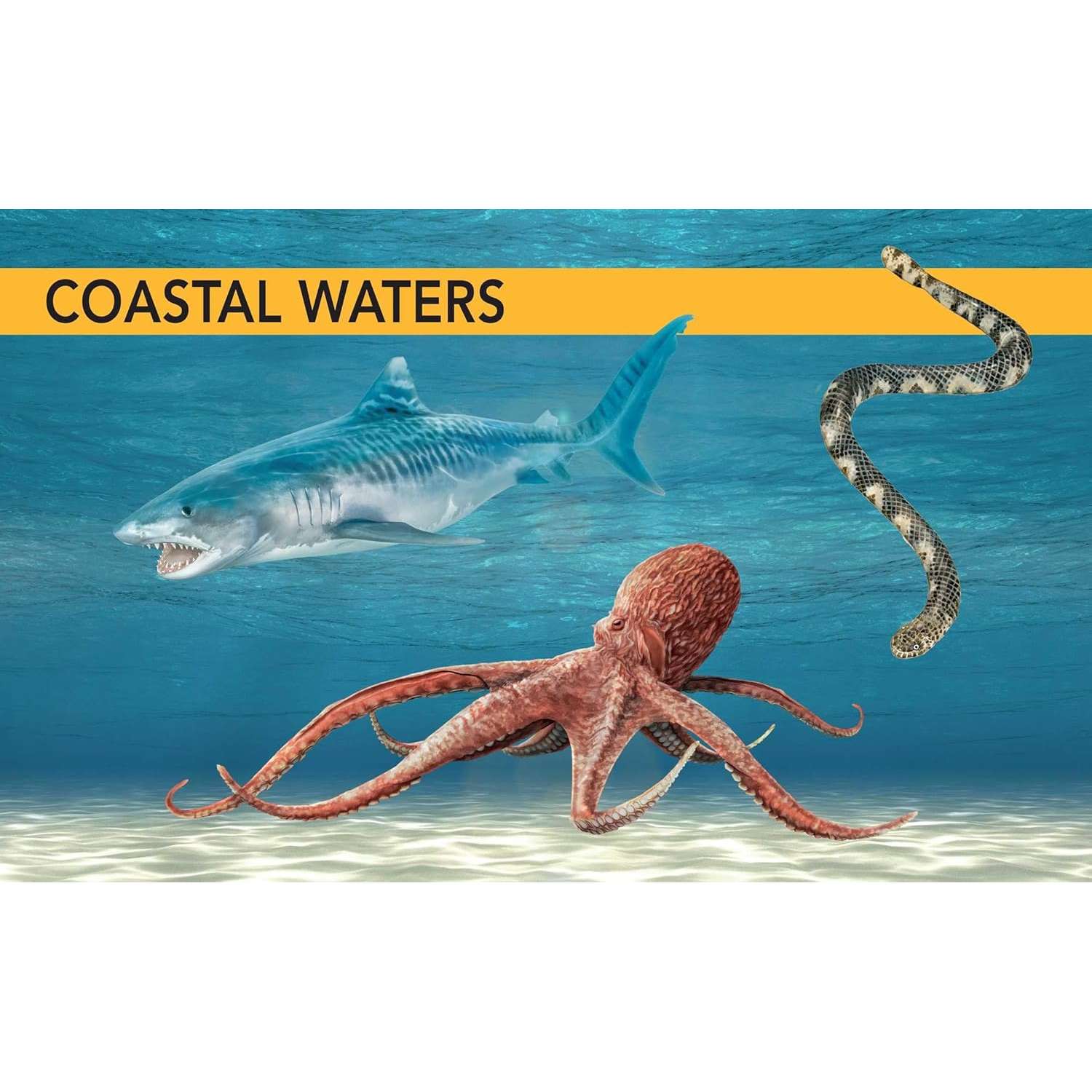 Ocean Creatures: A Spotter's Guide - Book - Paracay