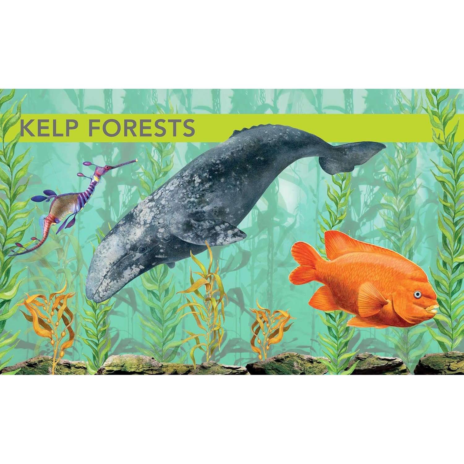 Ocean Creatures: A Spotter's Guide - Book - Paracay