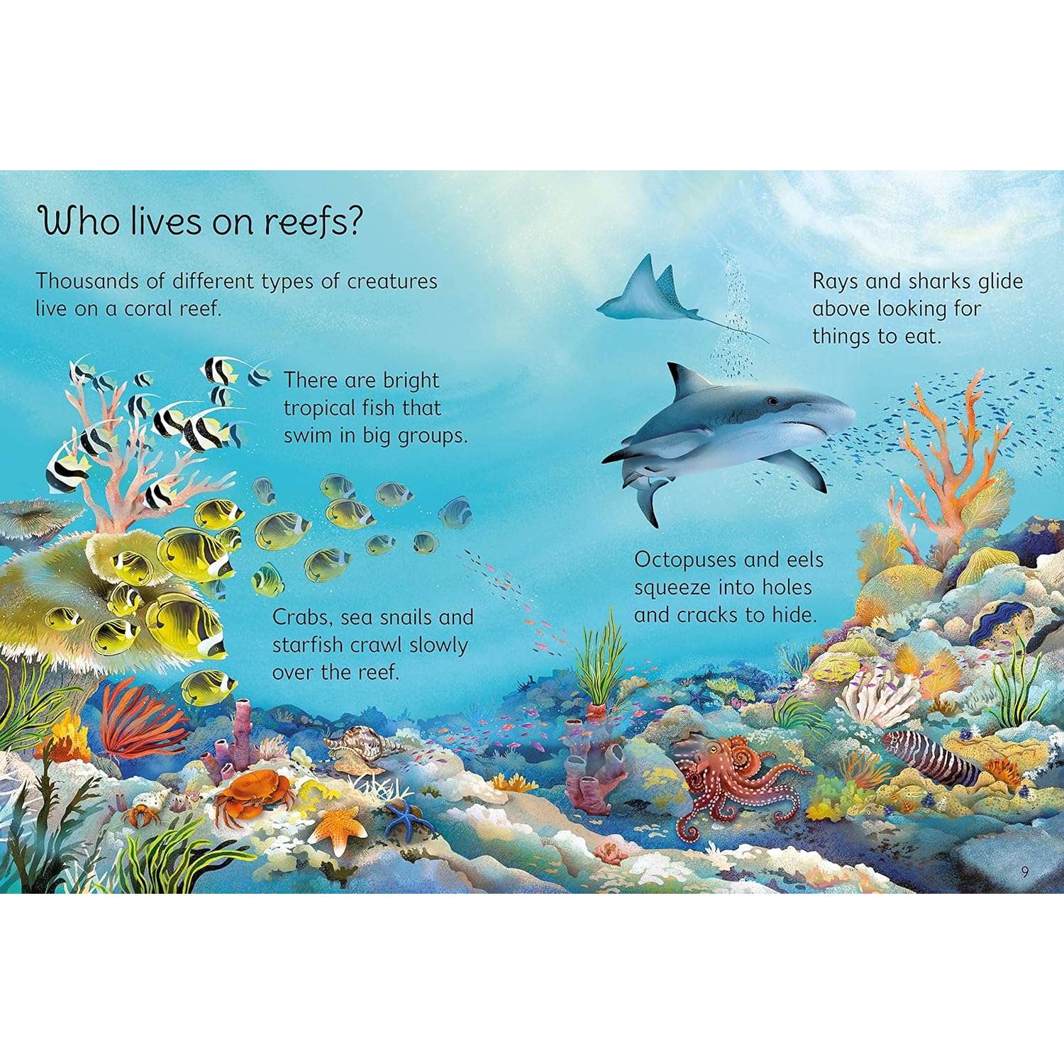 Coral Reefs (Beginners) - Book - Paracay