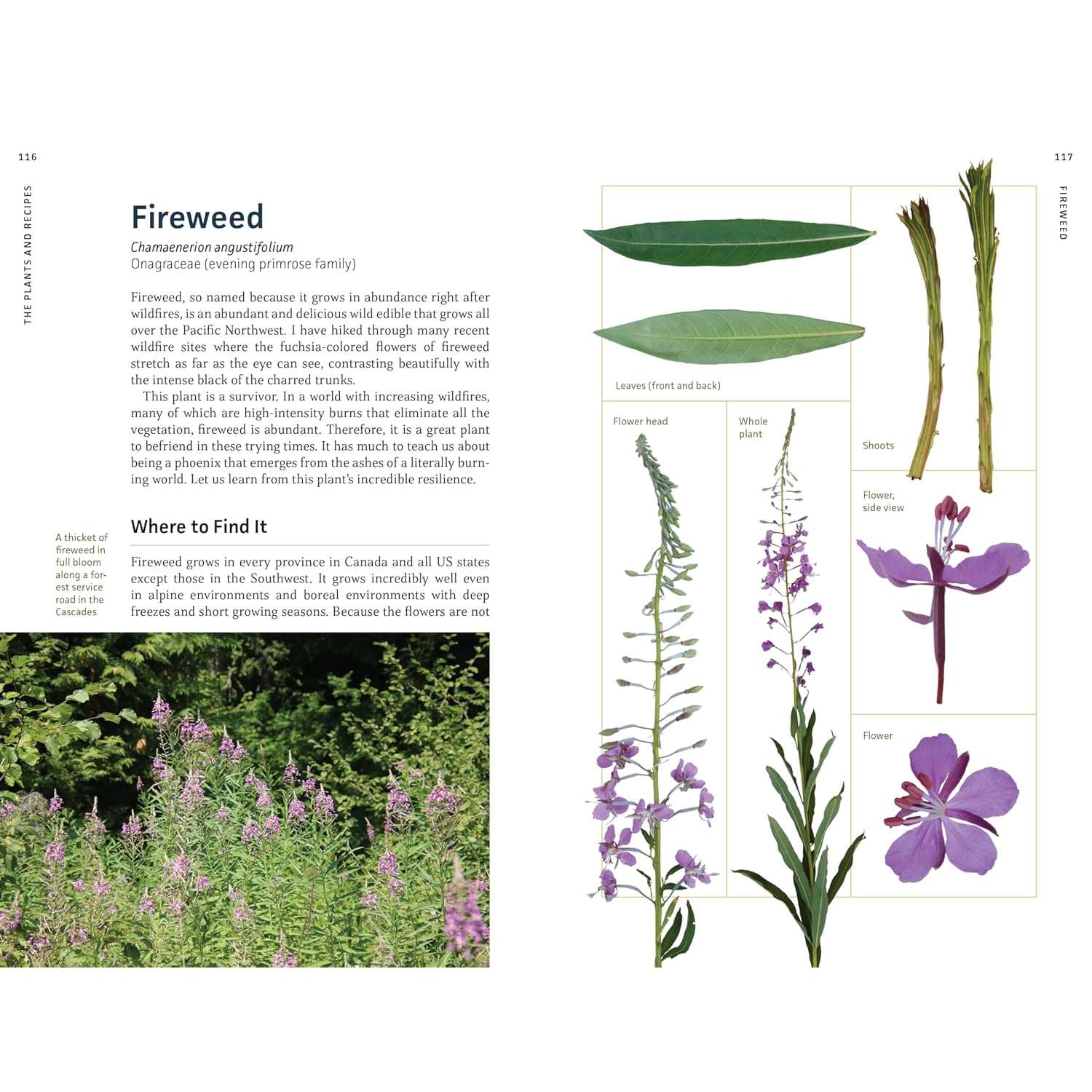 Edible Plants of the Pacific Northwest - Book - Paracay