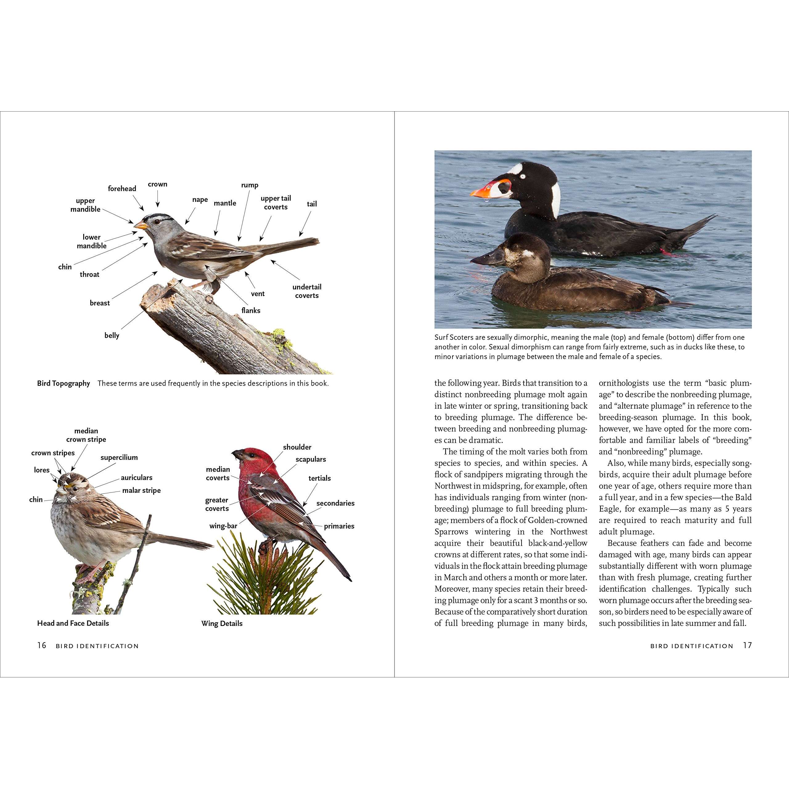 Books & Gifts :: Pacific Northwest :: Birds of the Pacific Northwest ...
