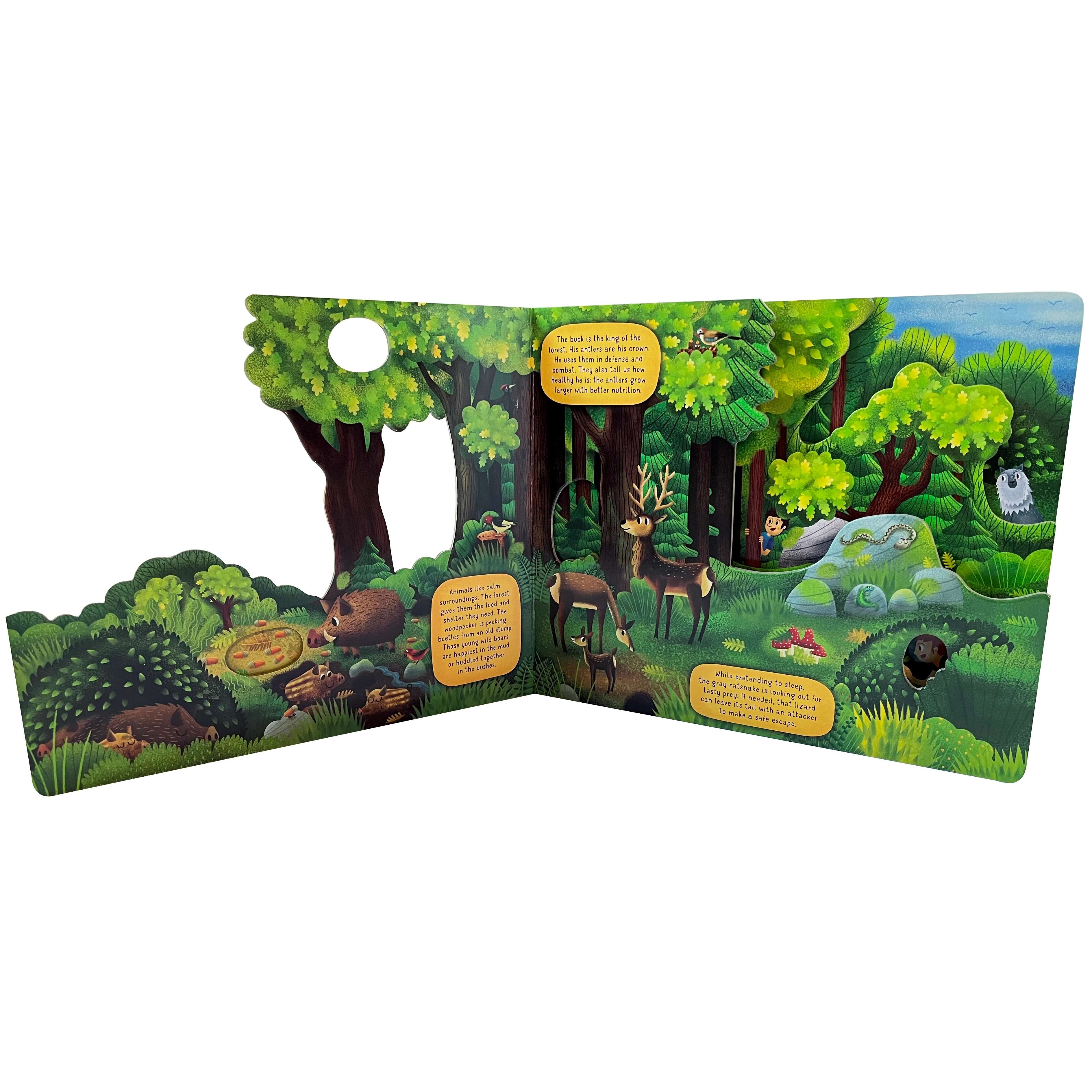 Exploring the Fascinating World of the Forest - Board Book - Paracay